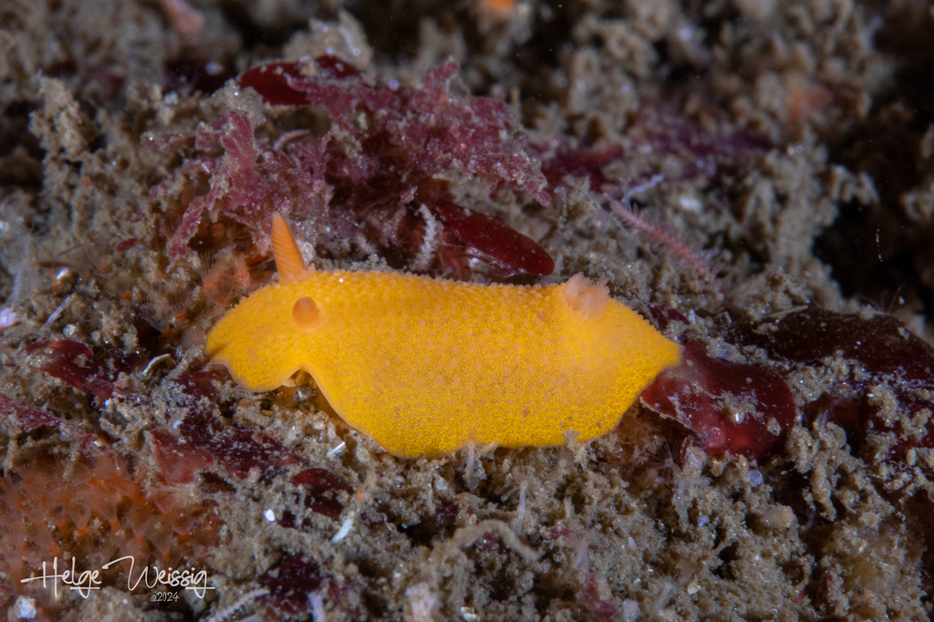 Red Aldisa from Point Loma Area, San Diego, CA, USA on July 9, 2022 at ...