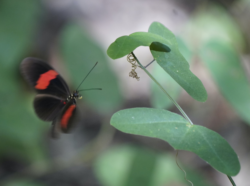 Red Postman from Santa Marta, Magdalena, Colombia on 27 February, 2024 ...