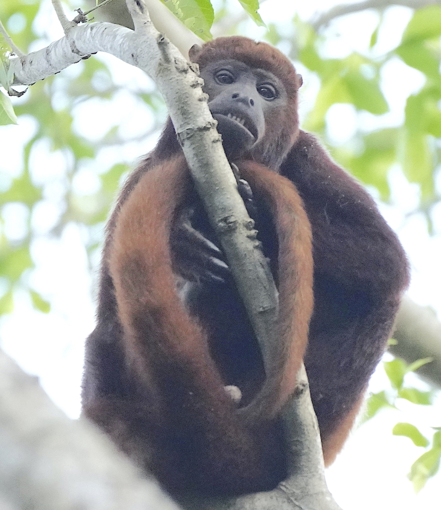 Colombian Red Howler Monkey from Santa Marta, Magdalena, Colombia on ...
