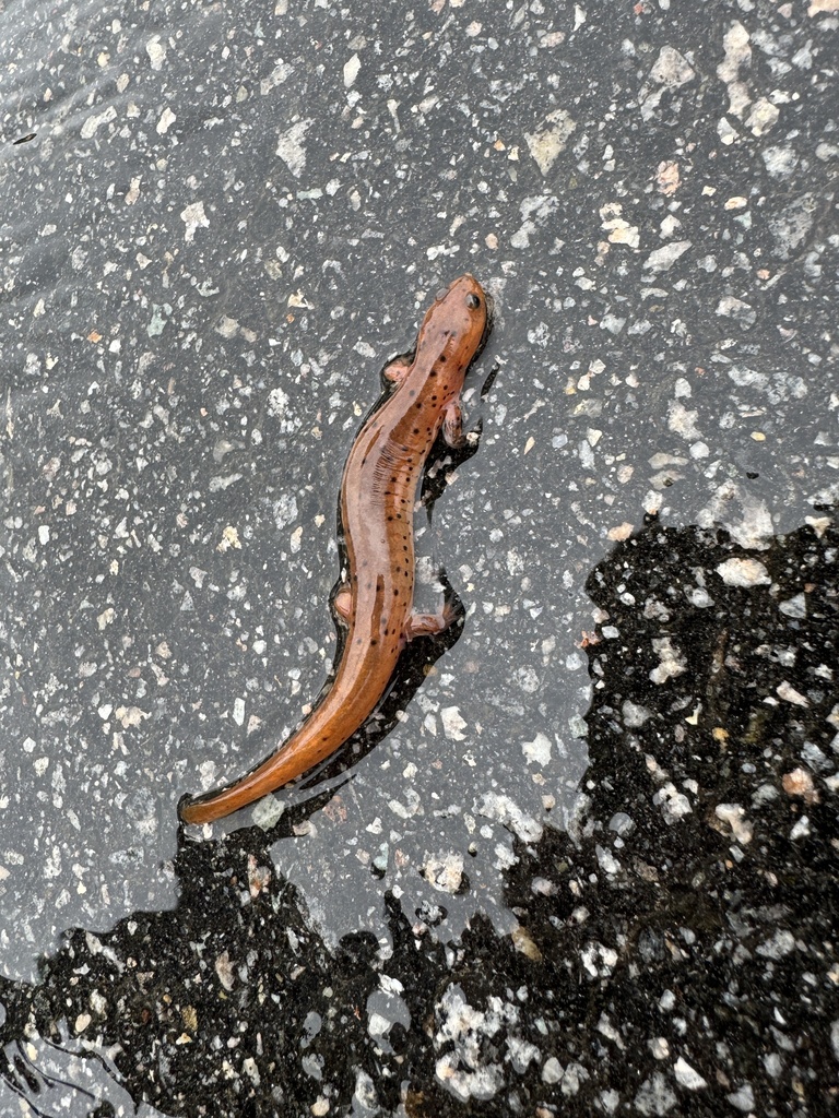 Mud Salamander from Cypress Ridge Way, Willow Spring, NC, US on March 9 ...