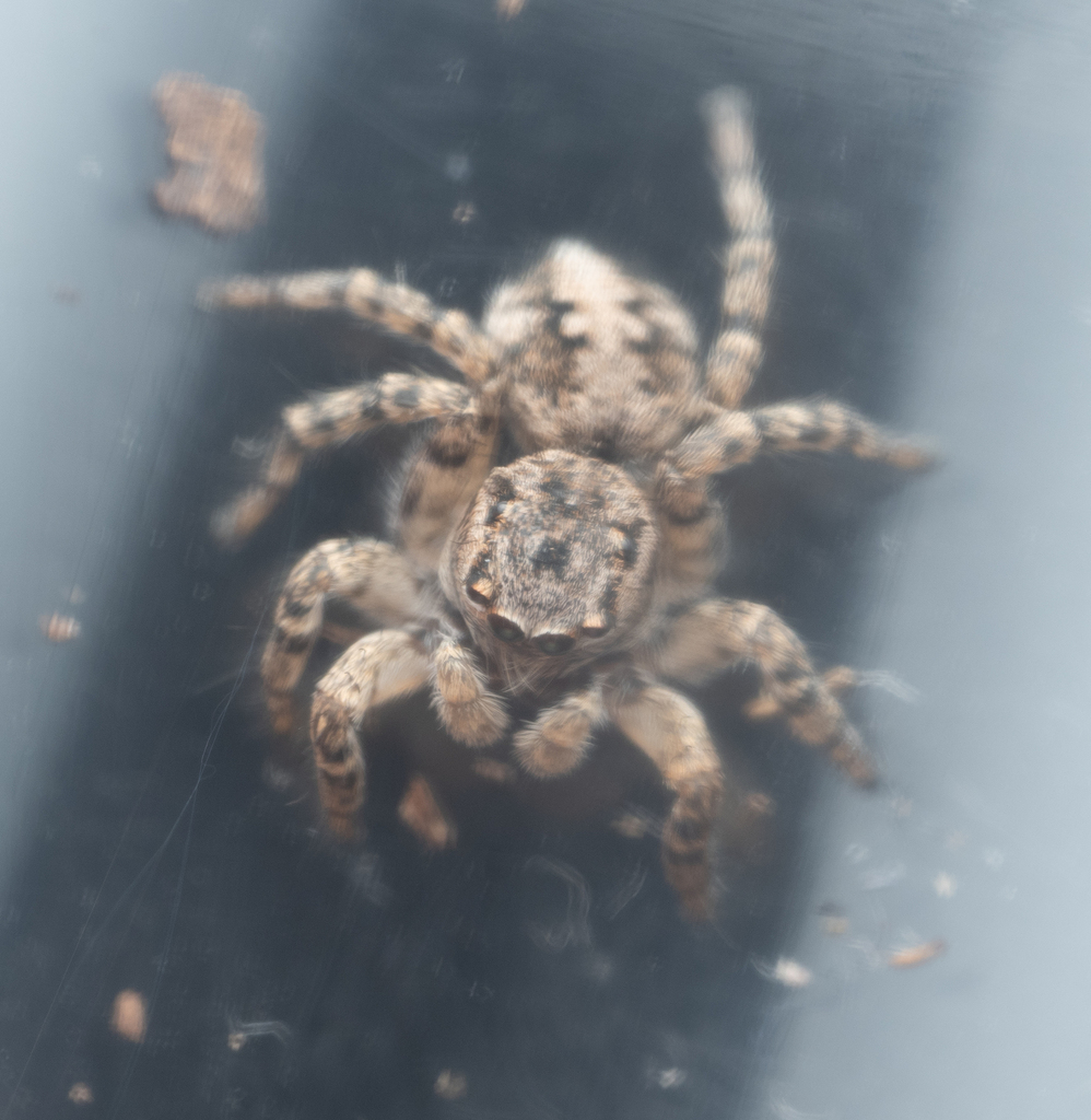 V-Signed Jumping Spider in March 2024 by Markus Horrer · iNaturalist