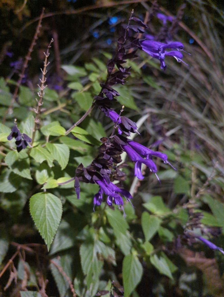 Anise-scented sage in March 2024 by Nico · iNaturalist