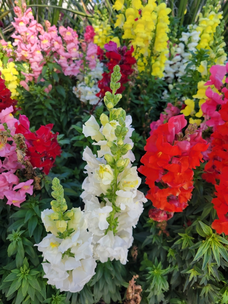 Snapdragons from UA Mall, Tucson, AZ 85719, USA on March 9, 2024 at 03: ...