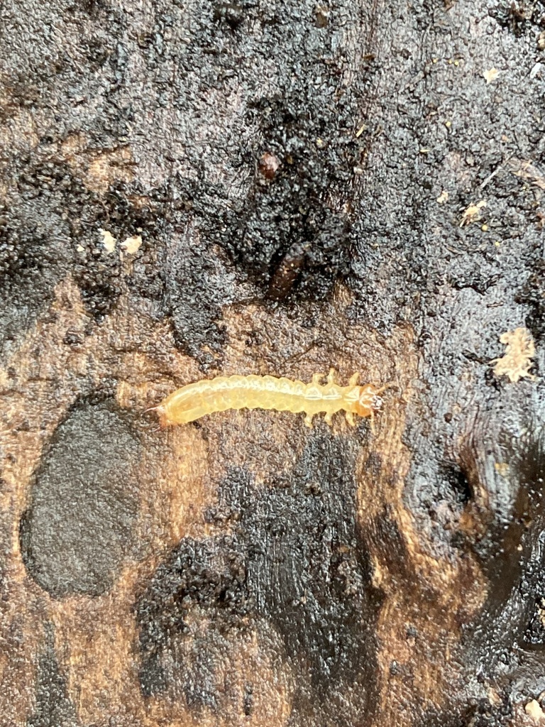 Beetles from Simcoe, Ontario, Canada on March 9, 2024 at 02:23 PM by ...