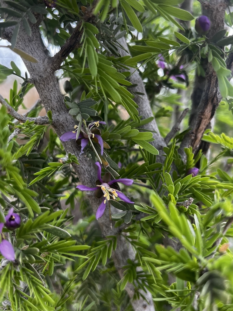 Texas lignum-vitae from General Zuazua, N.L., MX on March 9, 2024 at 10 ...