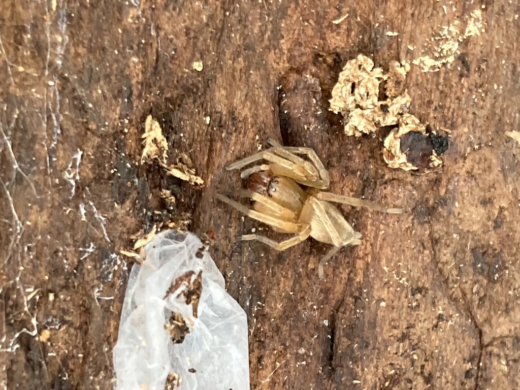 Sac Spiders from Simcoe County, ON, Canada on March 9, 2024 at 03:00 PM ...
