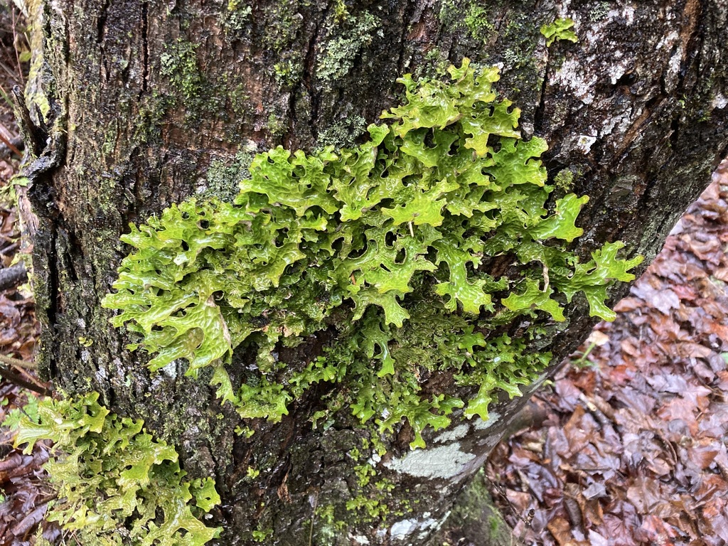 Tree Lungwort from Ferdinand, VT, USA on November 18, 2023 by Joshua ...