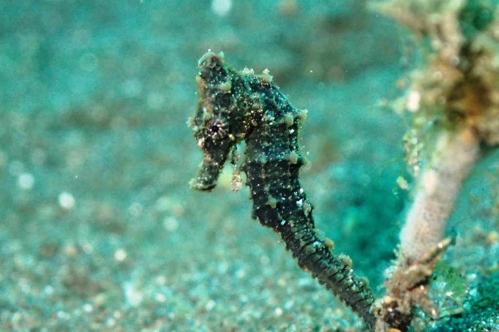 Common Seahorse on April 6, 2019 by nudisusie. One of several seahorses ...