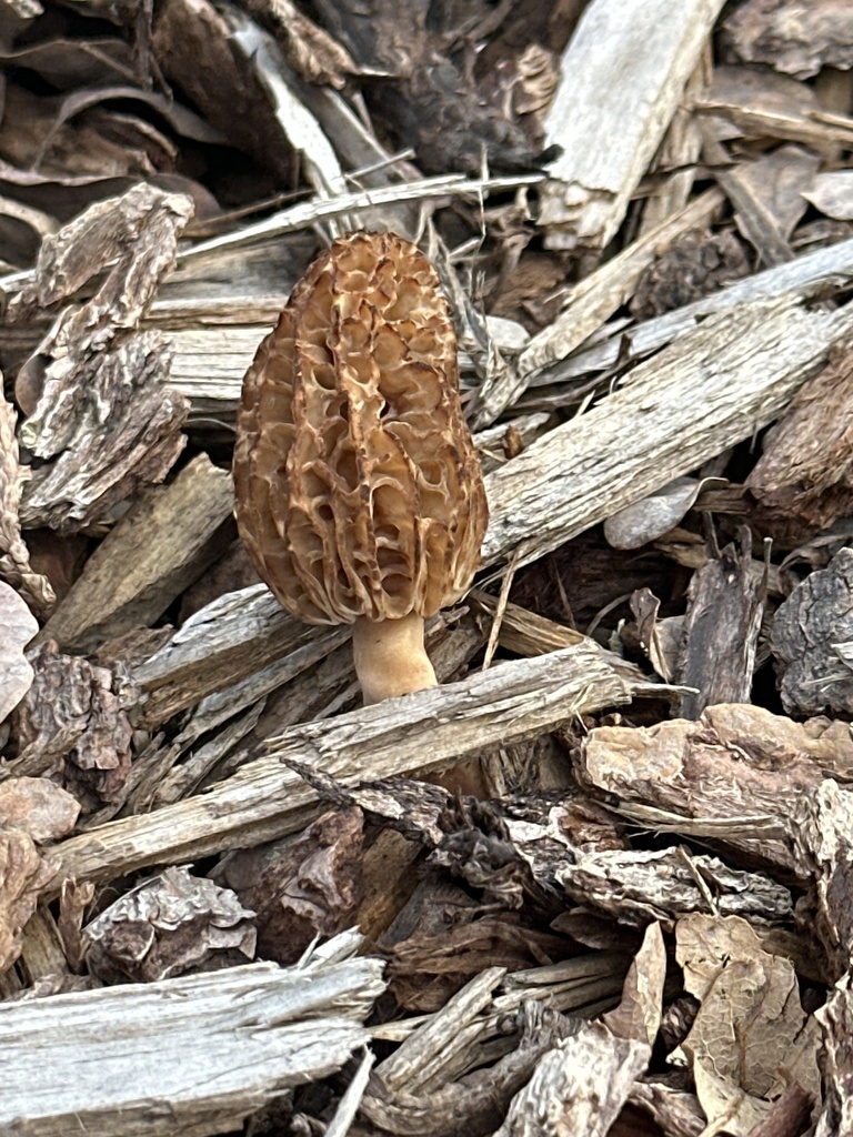 Woodchip Morel from Moss Rock Dr, Auburn, CA, US on March 9, 2024 at 04 ...