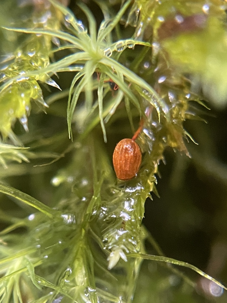Common Apple-moss from Lynn Canyon Park, North Vancouver, BC, CA on ...
