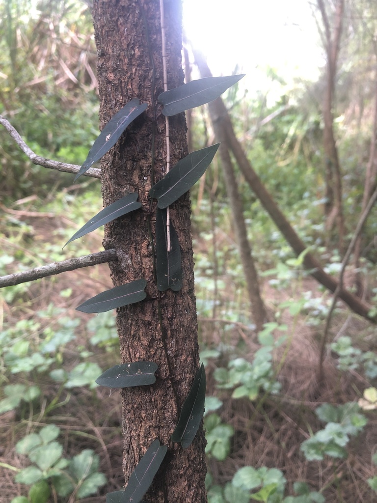 Common Silkpod from Bubalo St, Warriewood, NSW, AU on March 8, 2024 at 09:40 AM by Alex Rabjohns ...