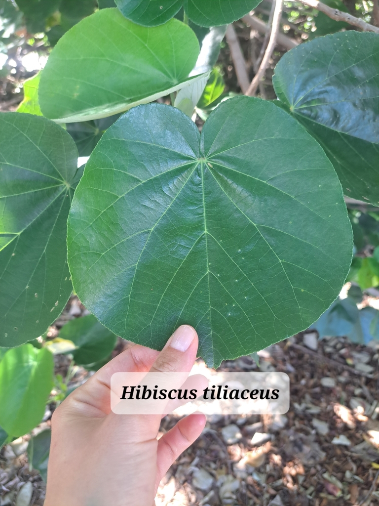 sea hibiscus from Landsborough Ave at Rock Street, Scarborough QLD 4020 ...