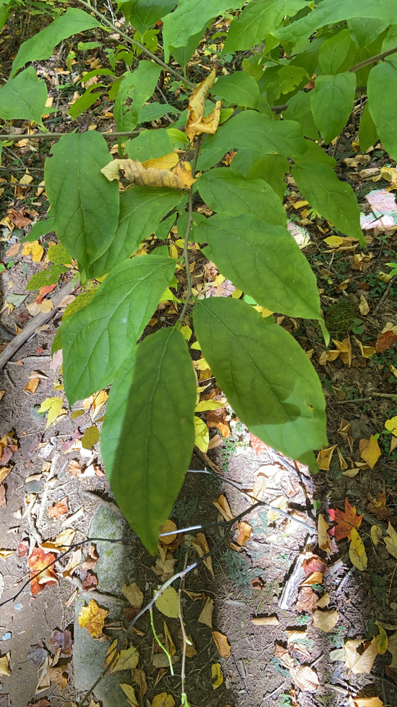 Buffalo-nut from Great Smoky Mountains National Park, Gatlinburg, TN ...