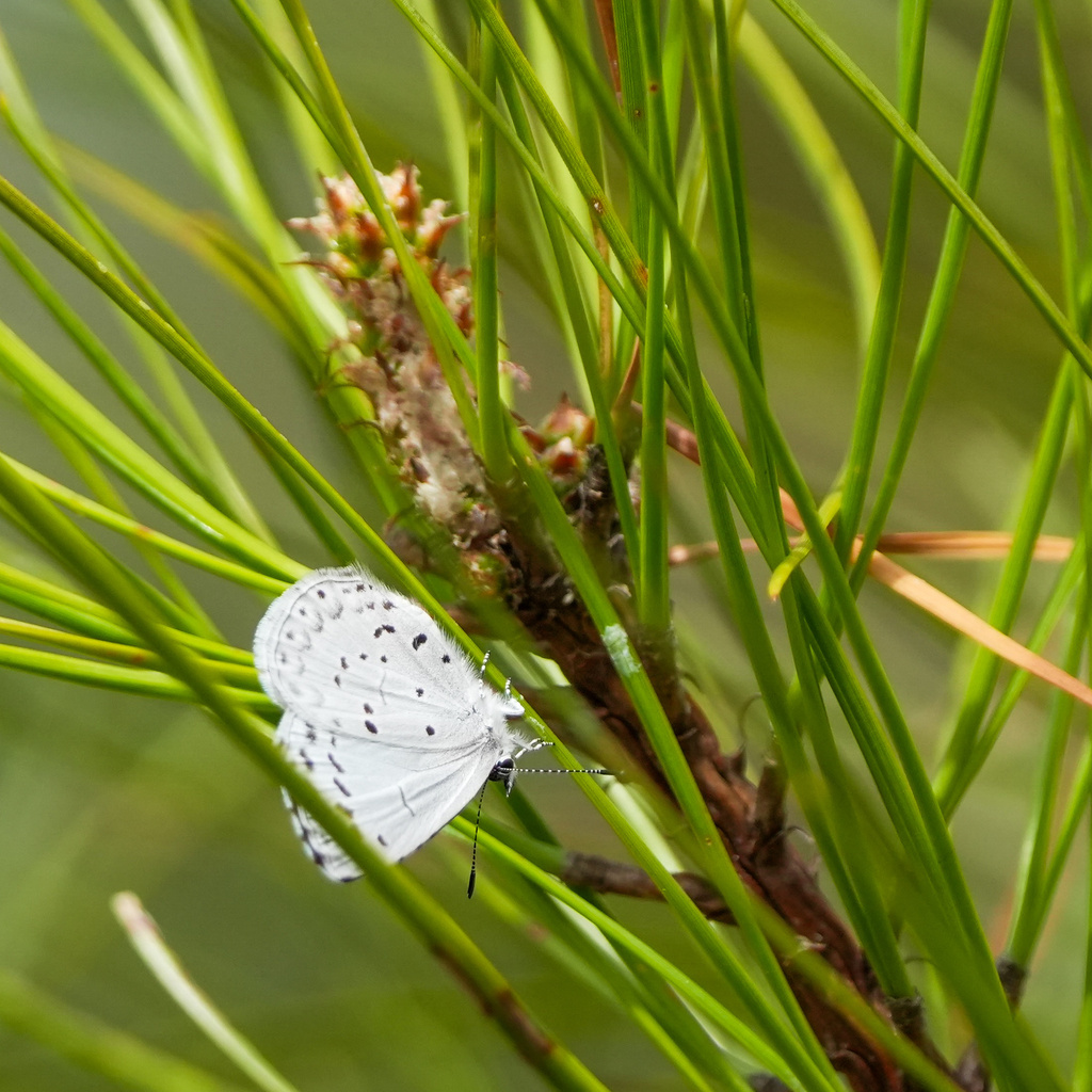 Summer Azure from Chickahominy Bluff, Henrico, VA, US on March 8, 2024 ...