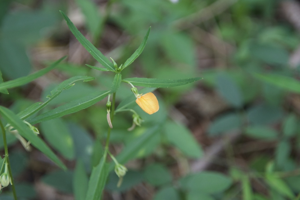 spade flower from Gold Coast QLD, Australia on March 3, 2024 at 11:56 ...