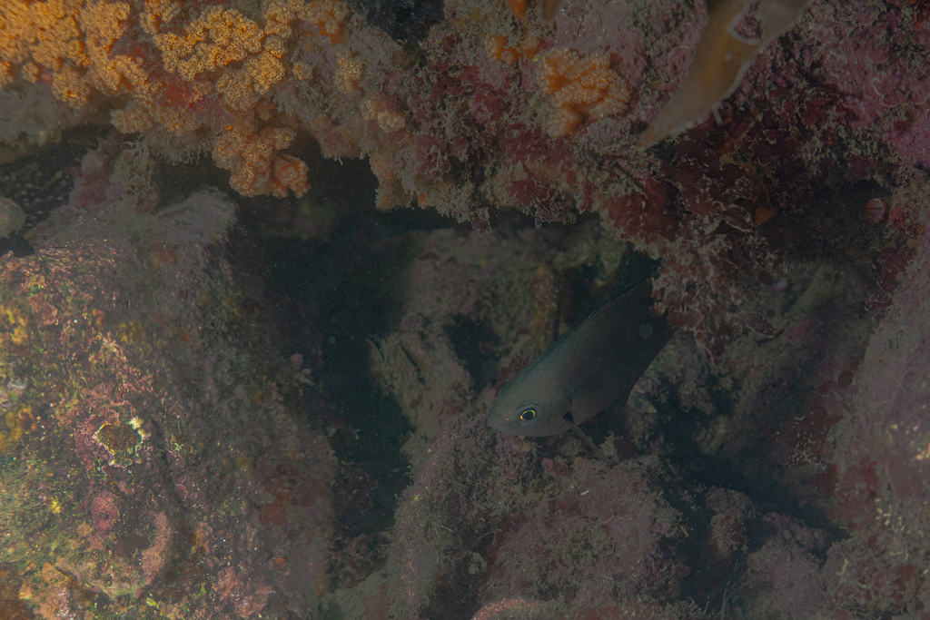Silver Sweep from Wellington harbour, New Zealand on March 8, 2024 at ...