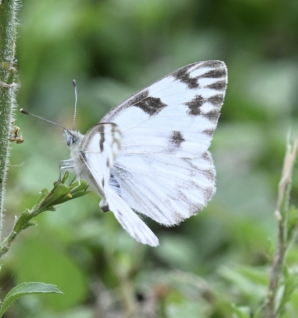 Checkered White from Mission, TX, USA on March 4, 2024 at 02:12 PM by ...