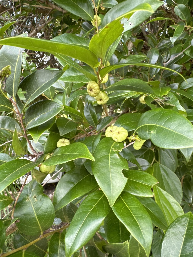 Cheese Tree from Riverview Tce, Indooroopilly, QLD, AU on March 10 ...