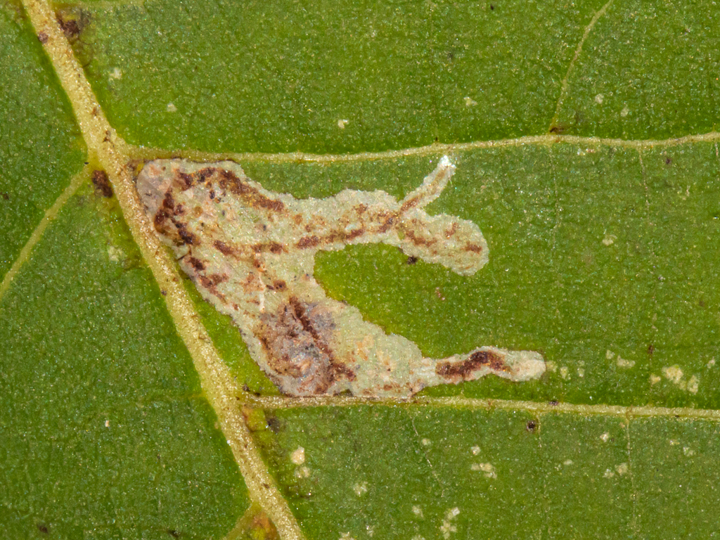 Walnut Caloptilia Moth from Severna Park, MD, USA on September 17, 2022 ...