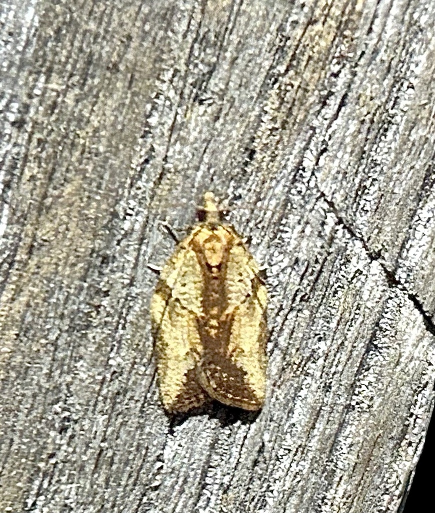 Light Brown Apple Moth from Buena Vista Way, Berkeley, CA, US on March ...