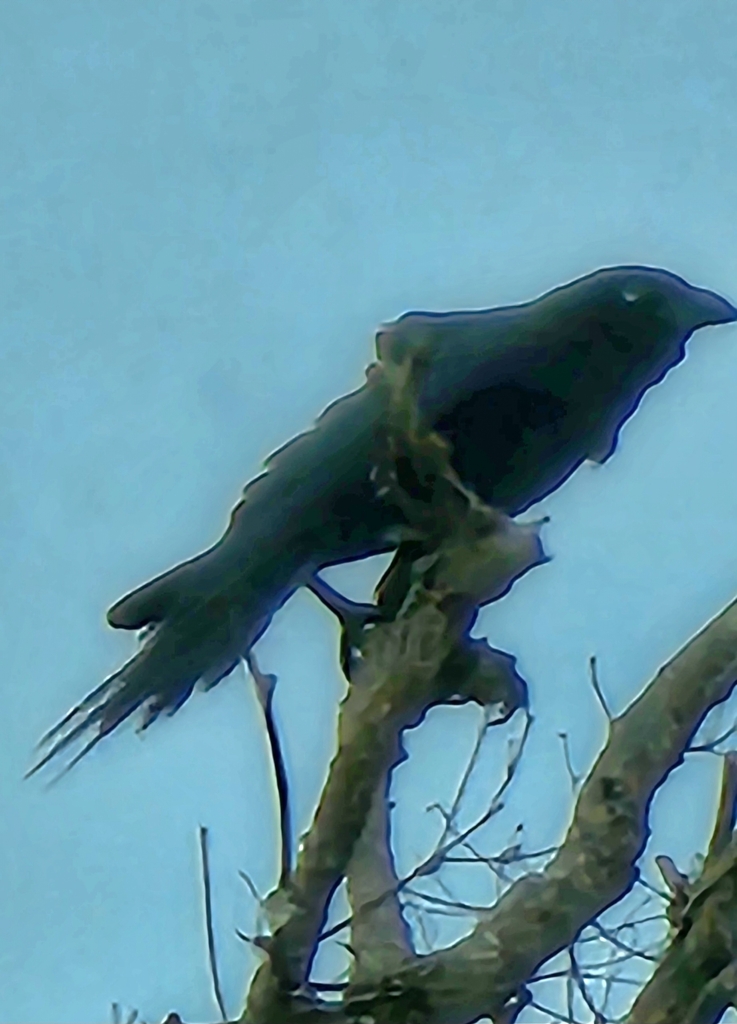 Torresian Crow from Roebuck WA 6725, Australia on March 10, 2024 at 09: ...