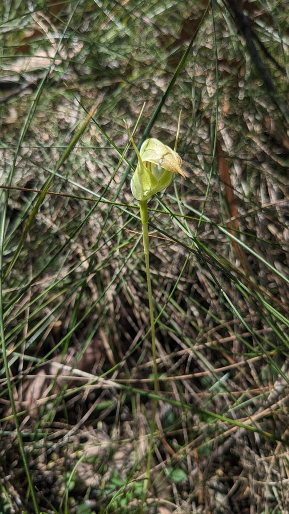 Sharp greenhood from Jobs Gate QLD 4490, Australia on March 10, 2024 at ...