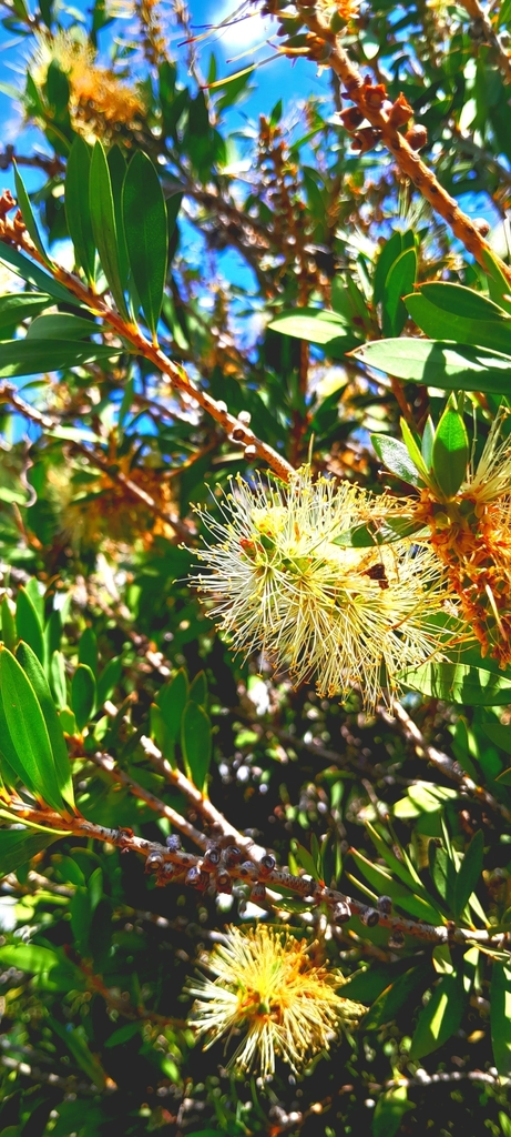 Lemon Bottlebrush in March 2024 by Danie Venter · iNaturalist
