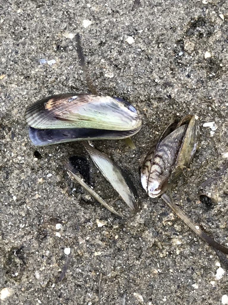 Asian Date Mussel from Mission Bay Park, San Diego, CA, US on April 24 ...