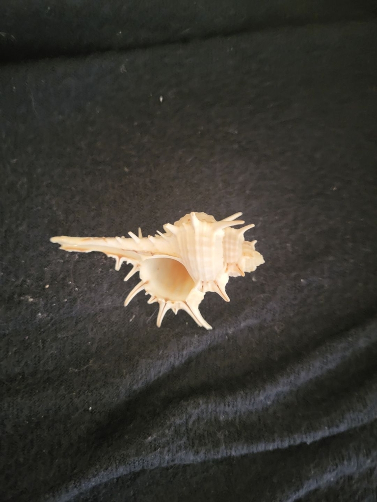 Murex from Dunedin, FL 34698, USA on March 10, 2024 by Matthew Zoll ...