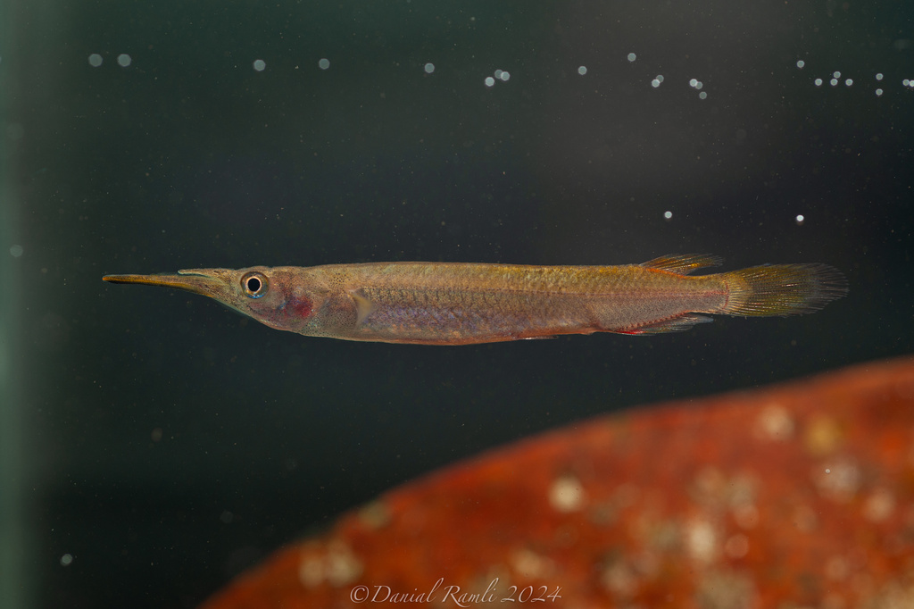 Pygmy Halfbeak from Borneo, Kota Samarahan, Sarawak, MY on March 10 ...