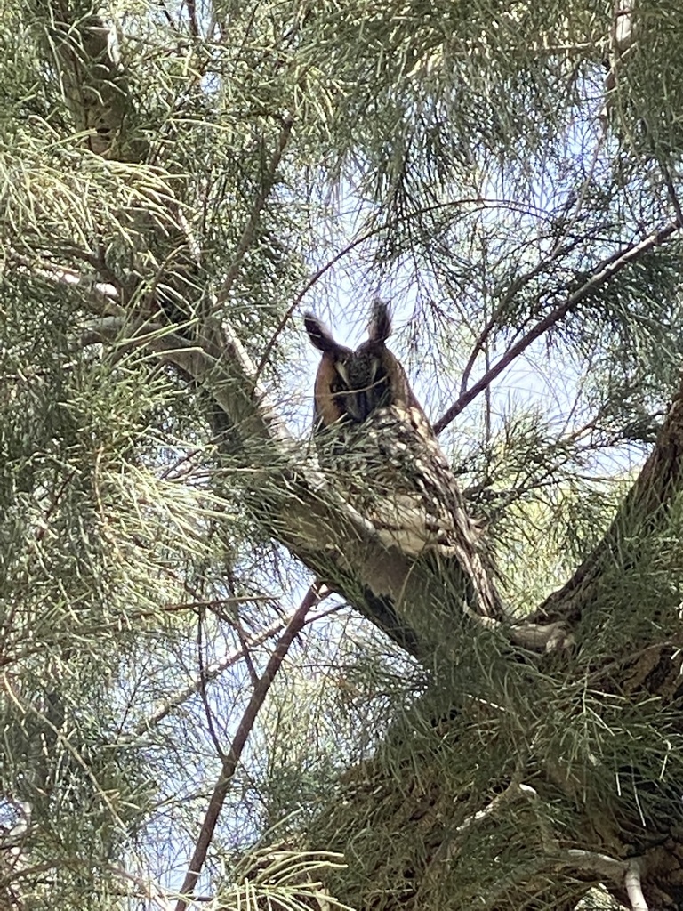 Long-eared Owl in March 2024 by riannegusquiza · iNaturalist