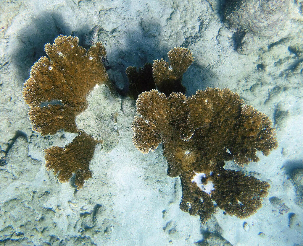 Elkhorn Coral in March 2024 by David Patriquin. Appears undamaged by ...