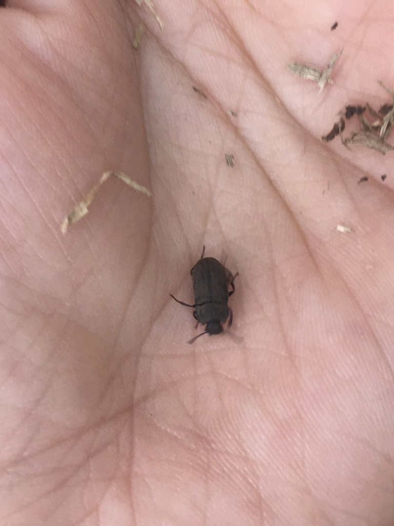 Darkling Beetles from Institute of Agriculture and Animal Science ...