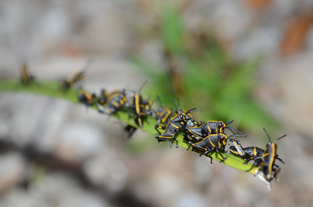 Eastern Lubber Grasshopper from Hendry County, FL, USA on February 29 ...