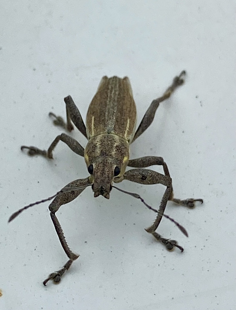 South American Fruit Tree Weevil from Bahía Blanca, Provincia de Buenos ...