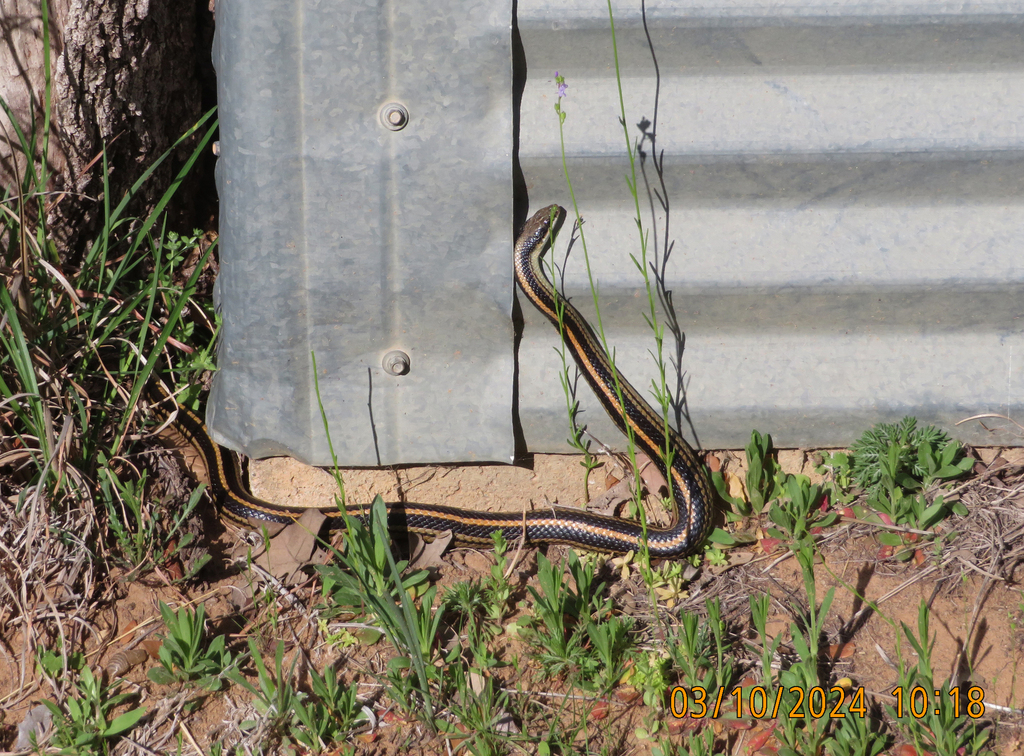 Texas Patch-nosed Snake from Mason County, TX, USA on March 10, 2024 at ...