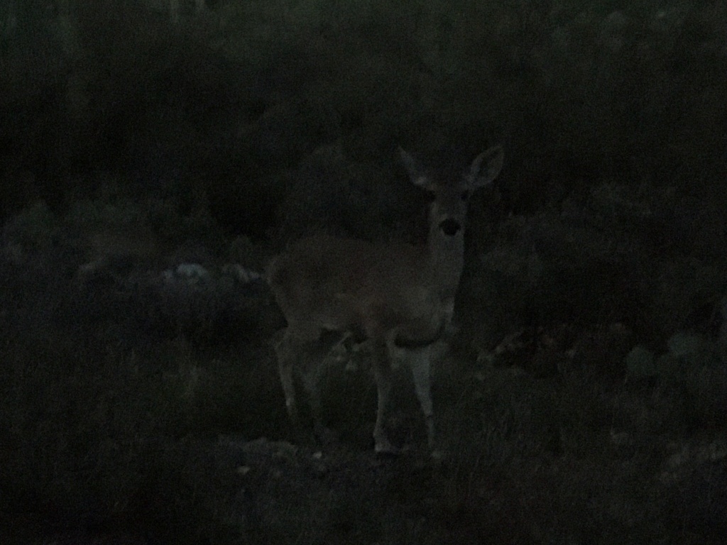 White-tailed Deer from Coronado National Forest, Tucson, AZ, US on ...