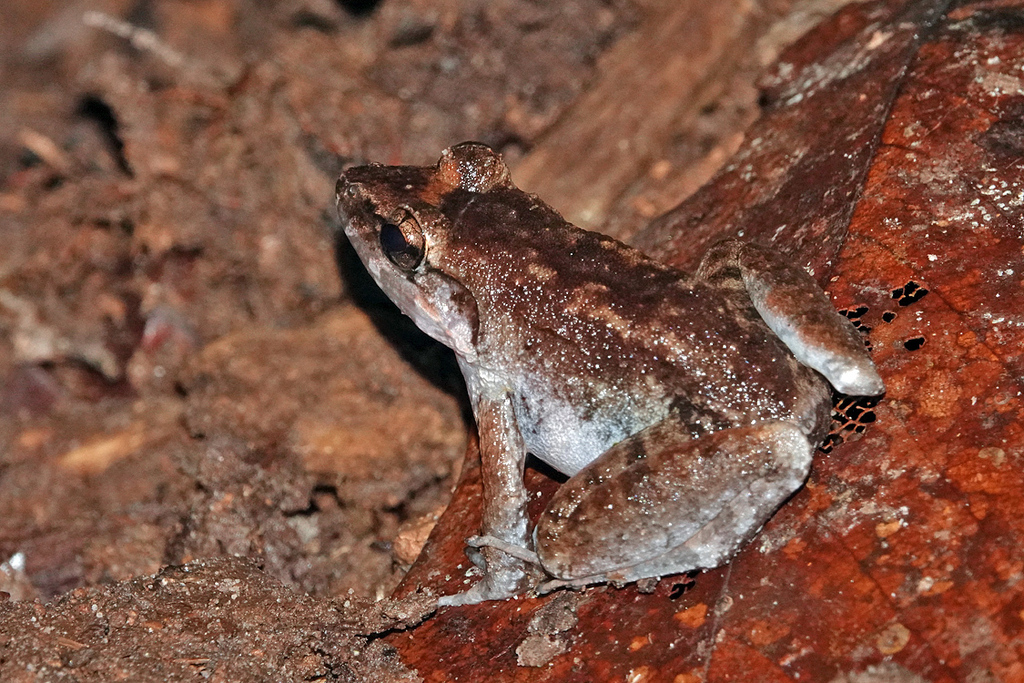 Lesser Swamp Frog in February 2024 by Carol Kwok · iNaturalist
