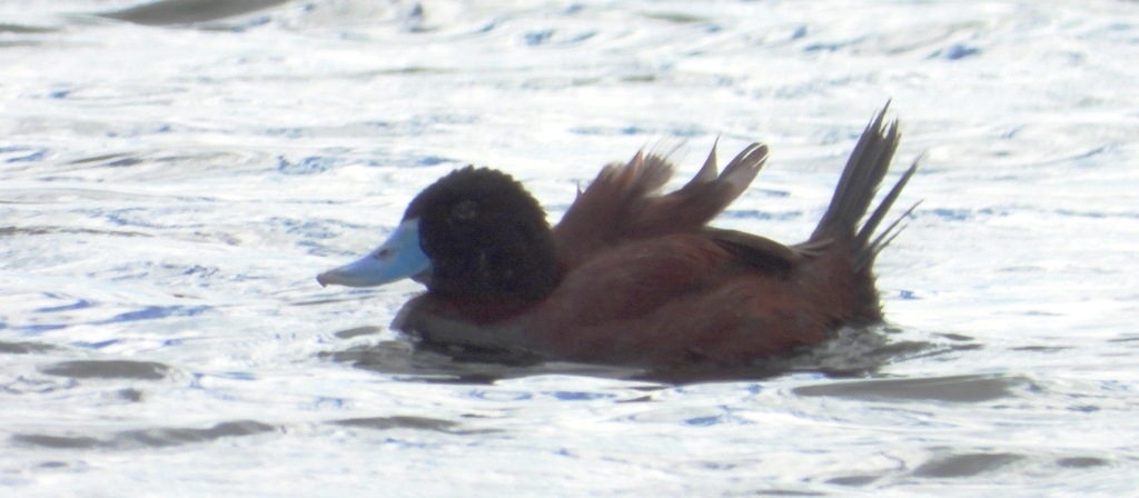 Andean Duck in February 2024 by Jenny Pansing. 8270e · iNaturalist