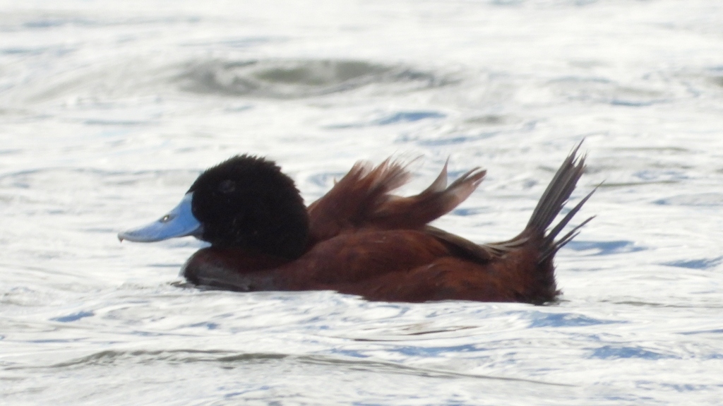 Andean Duck in February 2024 by Jenny Pansing. 8271e · iNaturalist