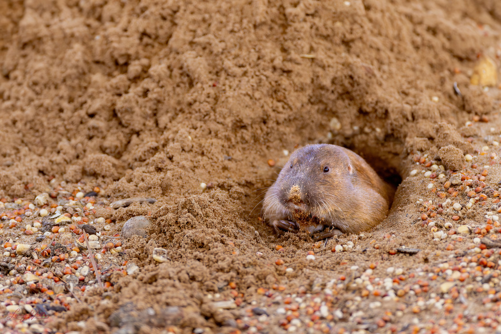 Baird's Pocket Gopher from Leon County, TX, USA on March 10, 2024 at 09 ...