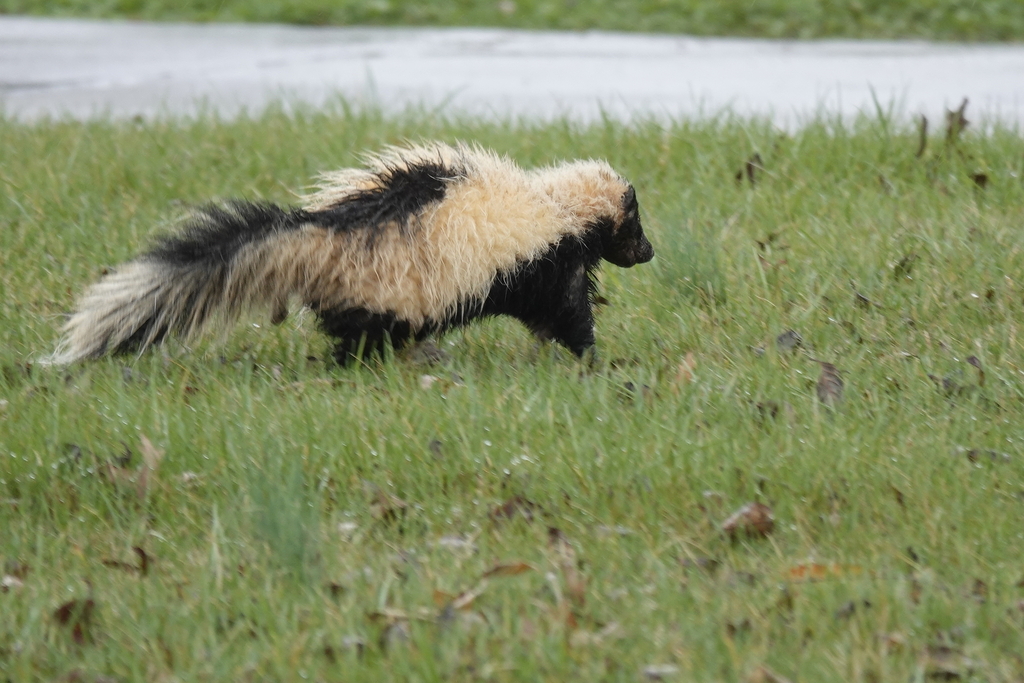 Striped Skunk from Lance Cir, Bristol, TN 37618, USA on March 6, 2024 ...