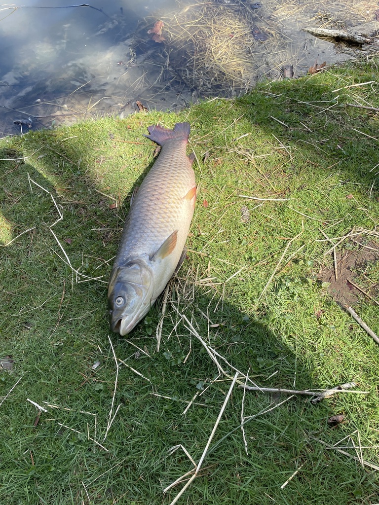 Grass Carp from Waterflower Ct, Raleigh, NC, US on March 10, 2024 at 01 ...