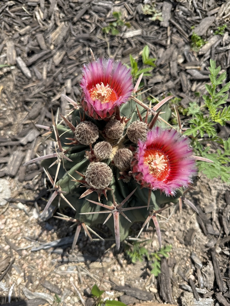 Horse Crippler Cactus from E Ocean Blvd, Laguna Vista, TX, US on March ...