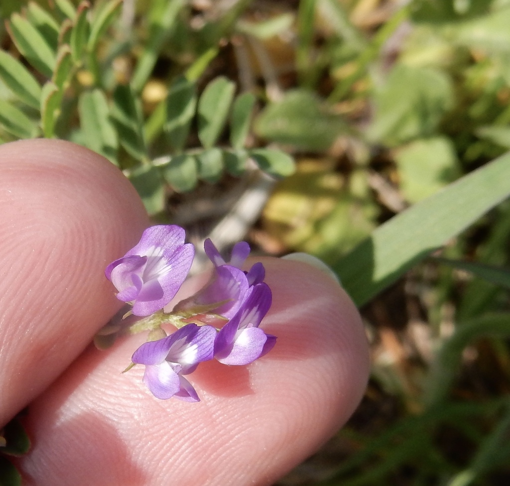 Leptocarpi from Fort Worth, TX, USA on April 3, 2019 at 09:43 PM by ...