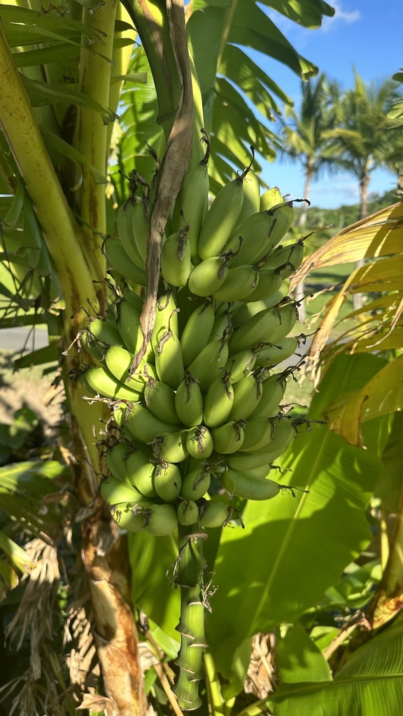 Cavendish banana from Puerto Rico, Río Grande, Puerto Rico, US on March ...