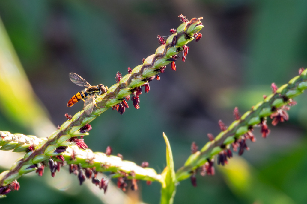 Florida Calligrapher from Crestholme, Waterfall, 3655, South Africa on ...