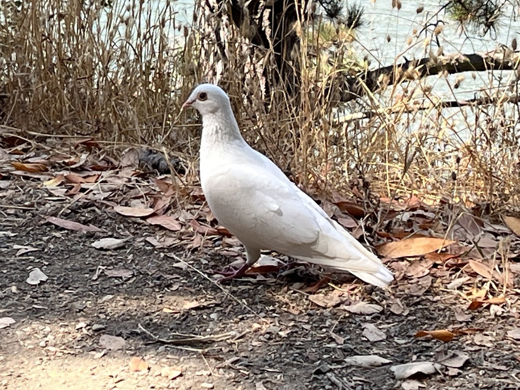 Feral Pigeon from Anthony Chabot Regional Park, Castro Valley, CA, US ...