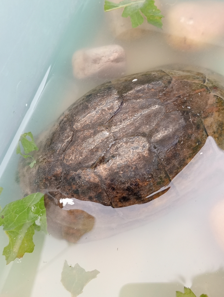 Central Chiapas Mud Turtle from Revolucion Mexicana, 29220 San ...
