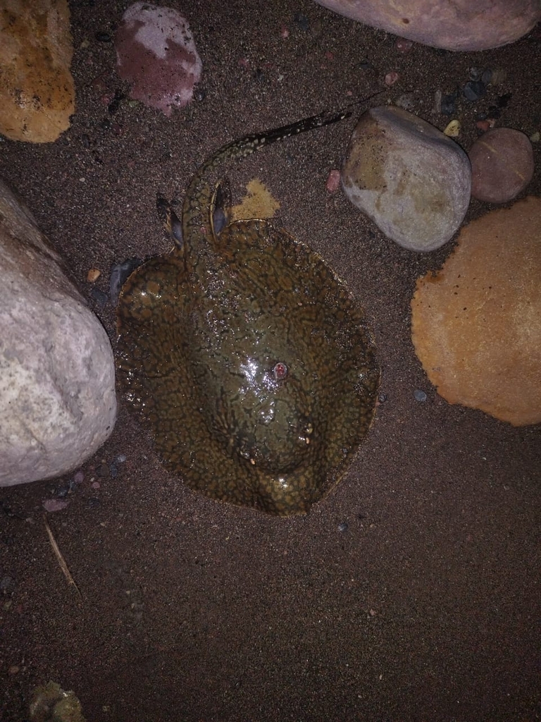Magdalena River Ray in March 2024 by Zulay Marin. Raya · iNaturalist